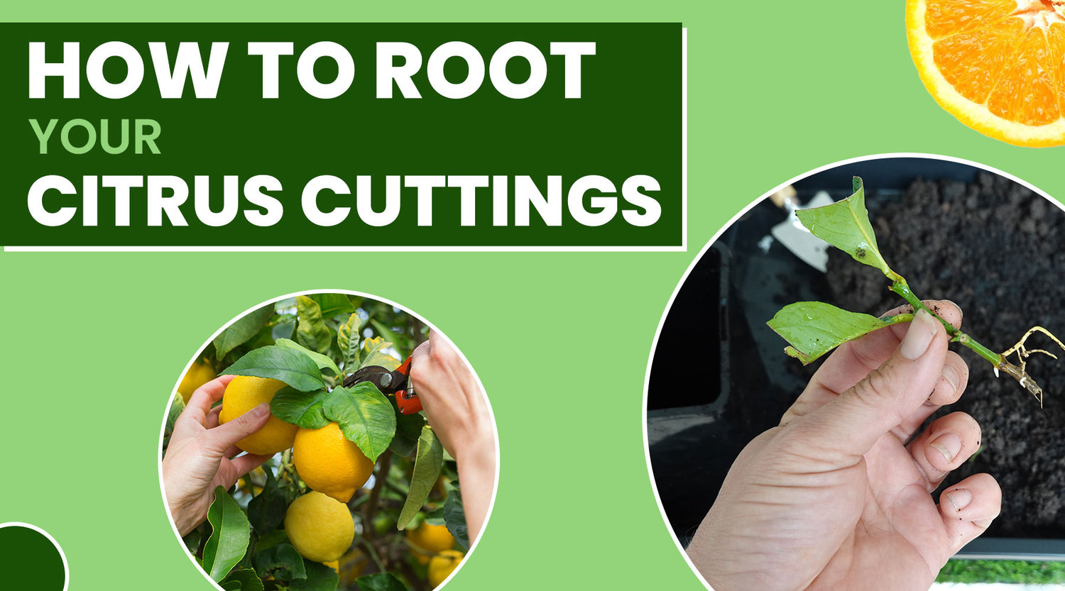 Learn How To Root Your Citrus Cuttings A complete Step by Step Guide