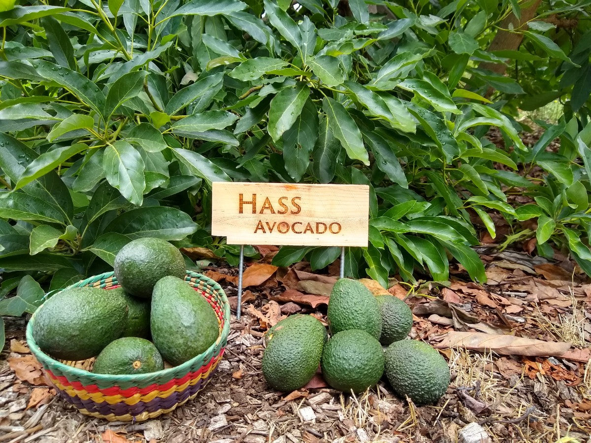 Fresh Haas Avocados by Greenhouse PCA