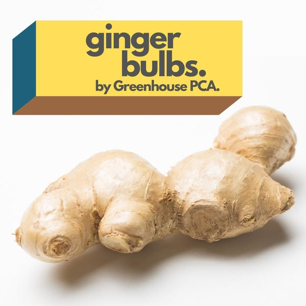 Organic Brazilian Ginger Bulbs