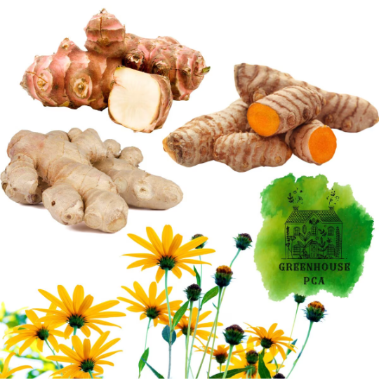 Edible Garden Bulb Bundle | 3 Peruvian Ginger, 3 Jerusalem Artichoke,
